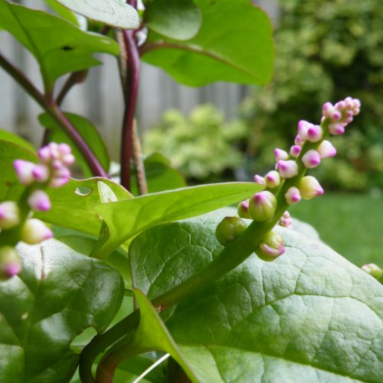 Malabar spinach (Basella rubra) | Terre promise